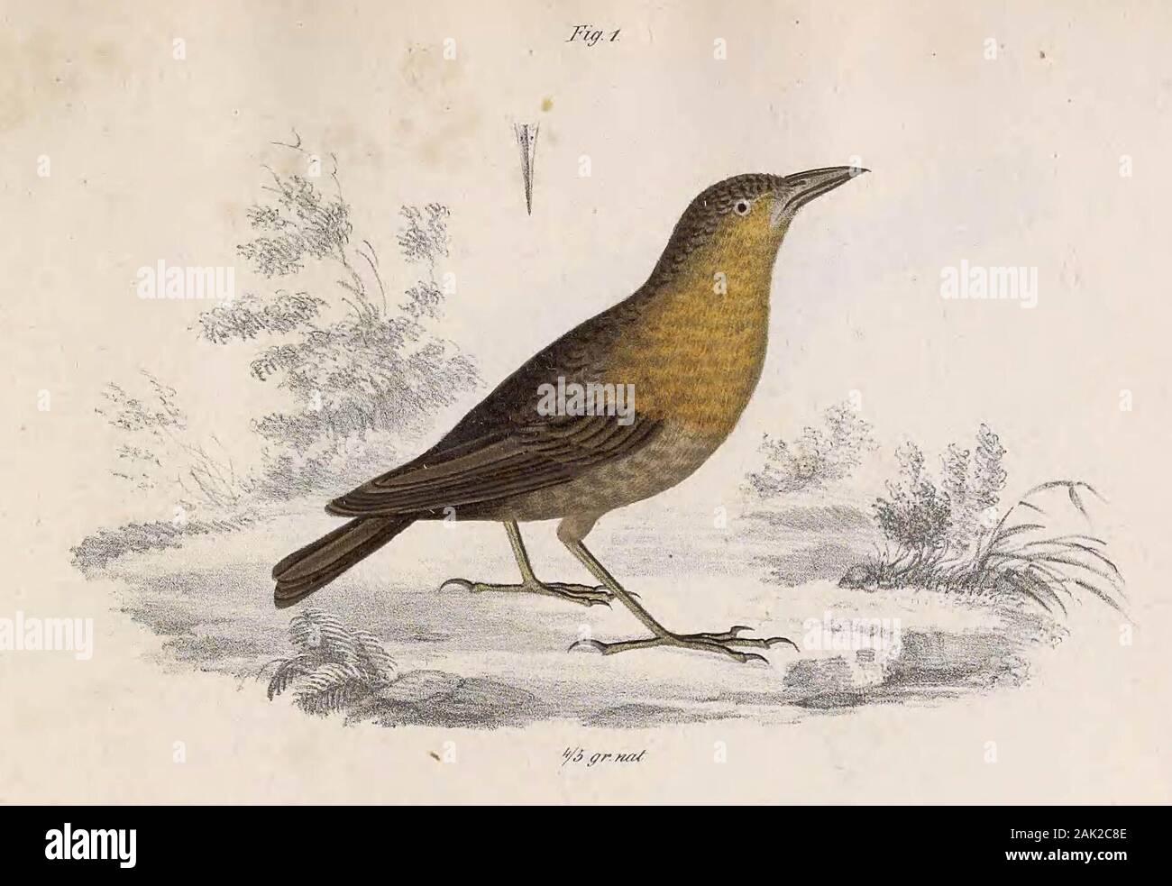 Thoracicus High Resolution Stock Photography and Images - Alamy