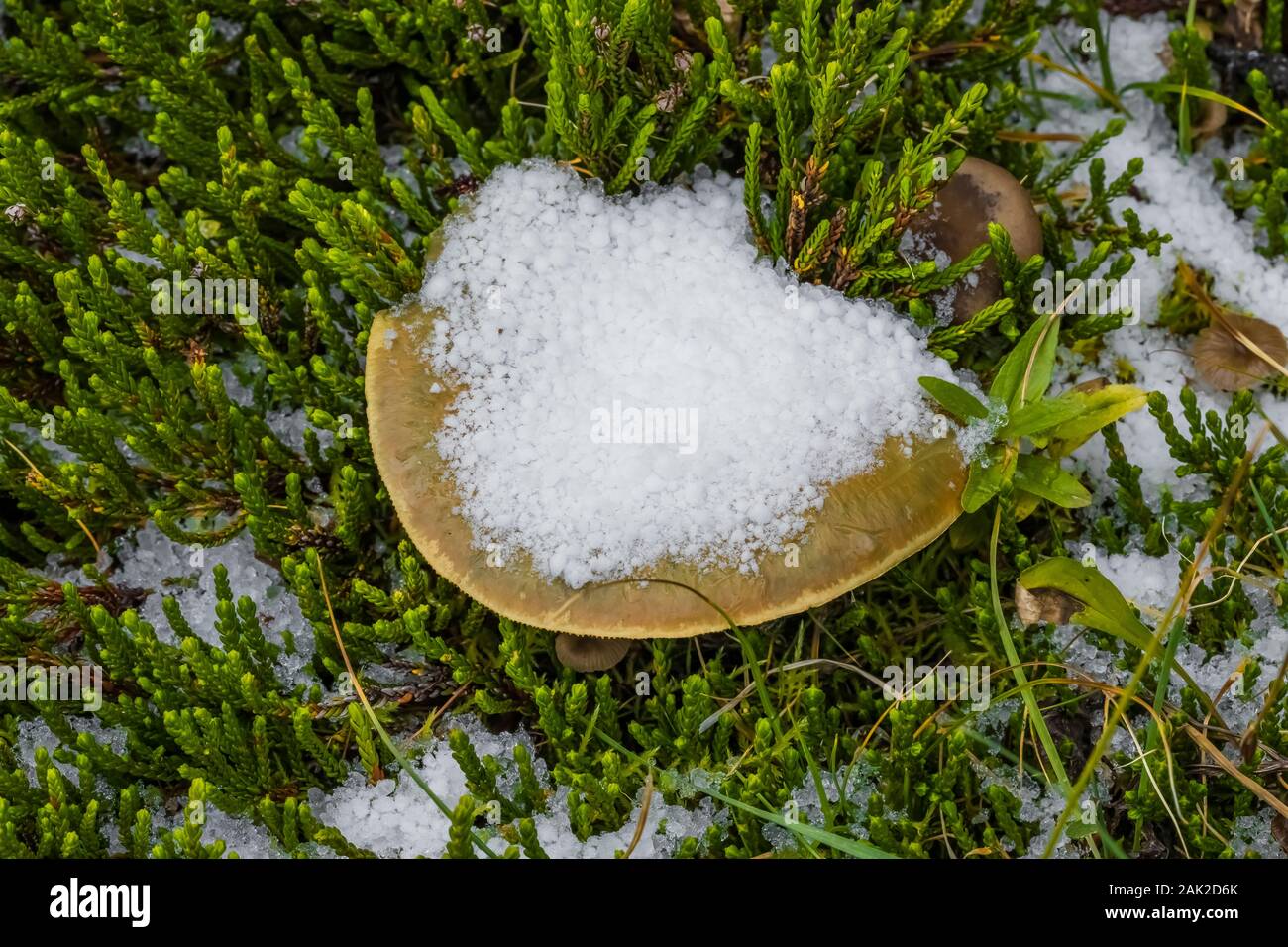 White mushroom with scales hi-res stock photography and images - Alamy