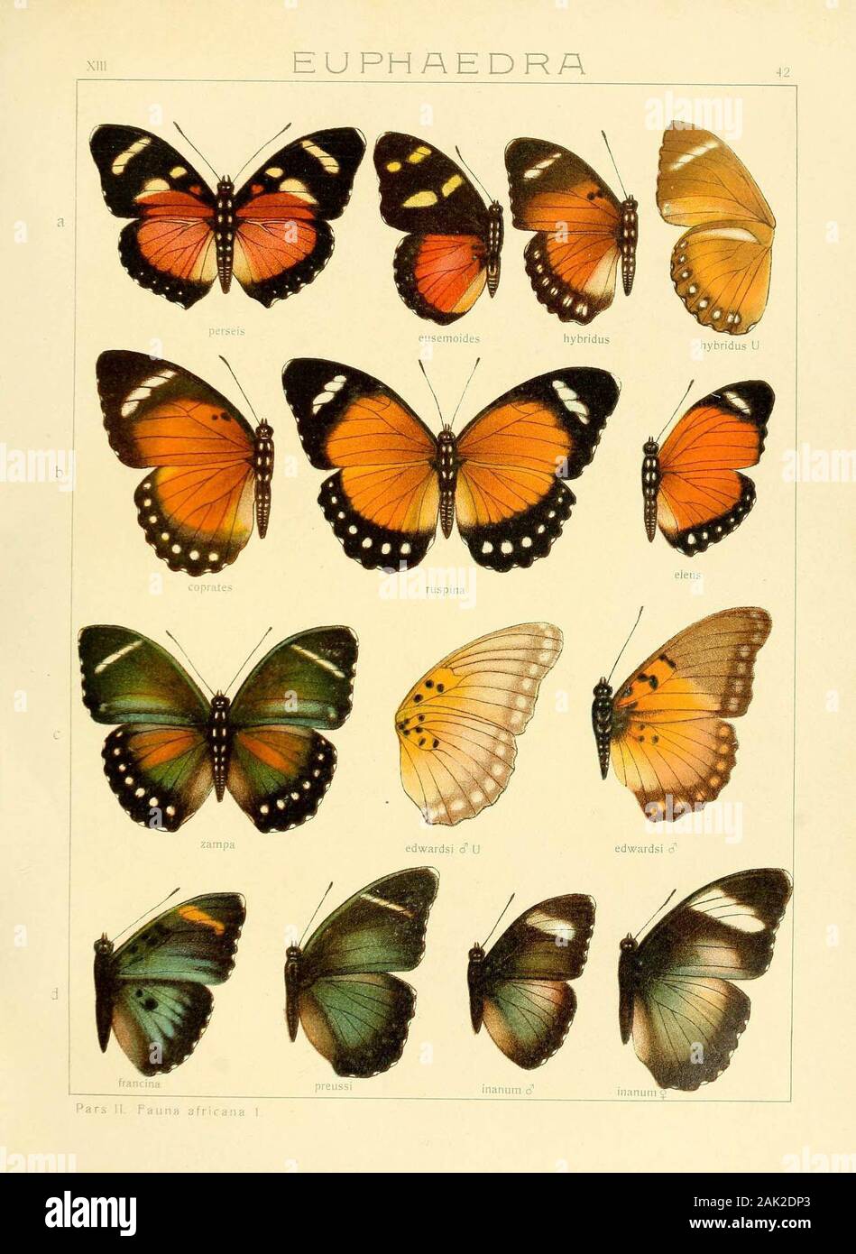 Euphaedra High Resolution Stock Photography and Images - Alamy