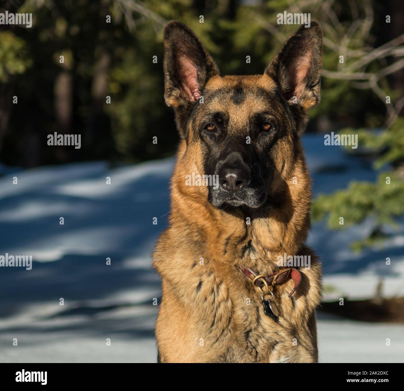 Serious German Shepherd Dog sitting in snow with trees in bacjground ...