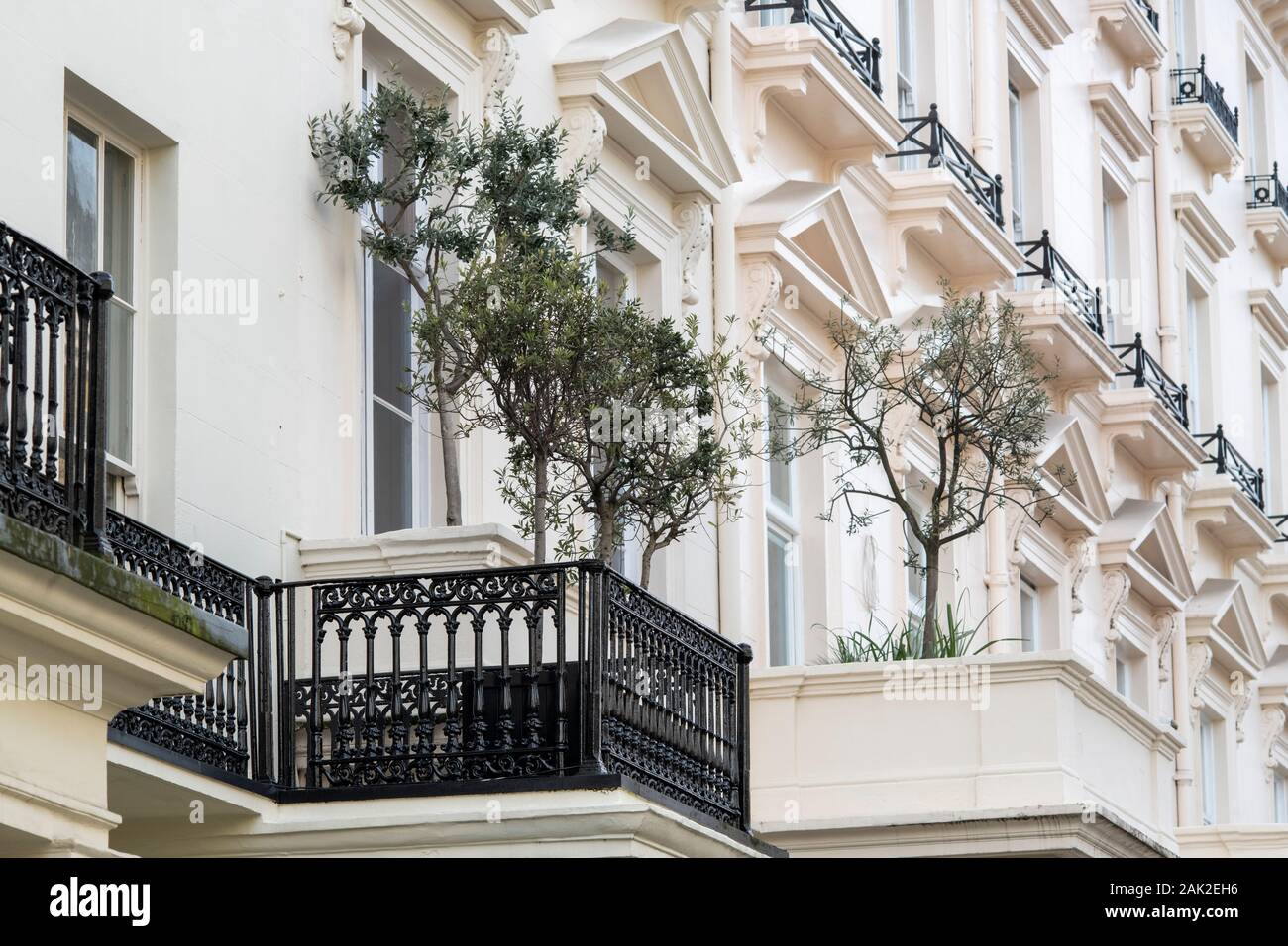 Olive tree front garden hi-res stock photography and images - Alamy