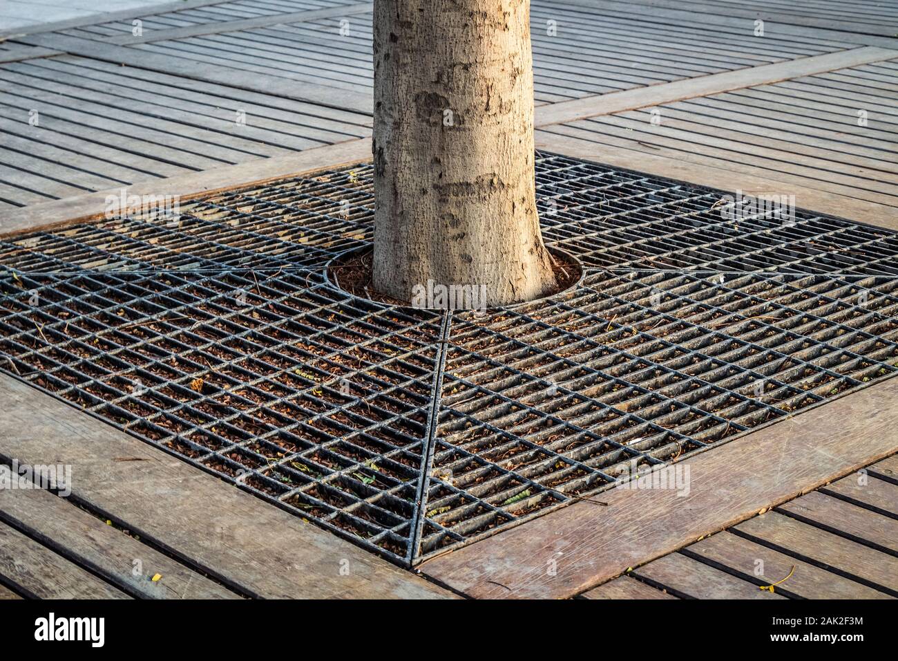 Protection of the roots of a tree standing on the city sidewalk Stock ...