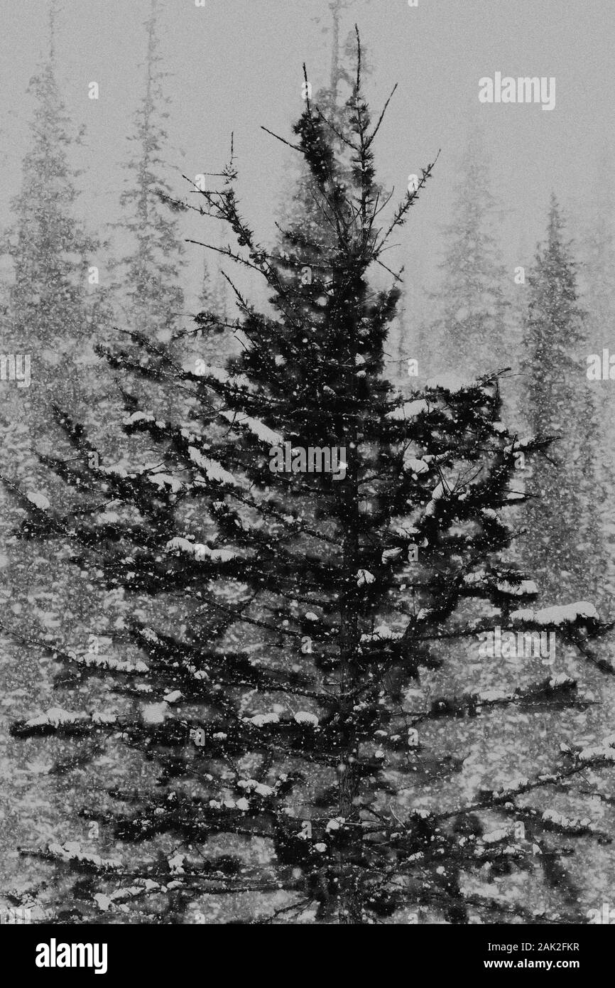 Alpine larch Black and White Stock Photos & Images - Alamy