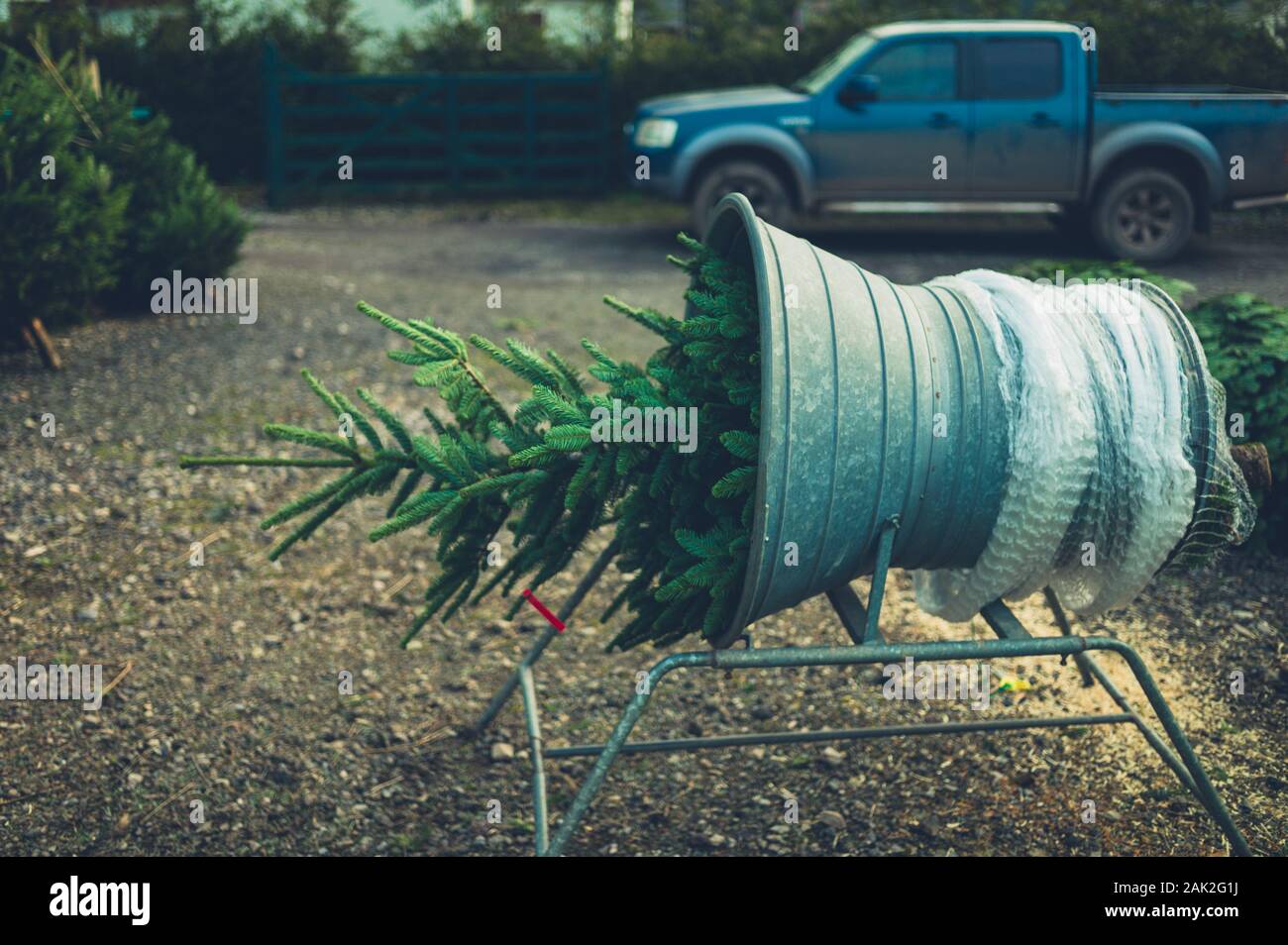 Plastic pine tree hi-res stock photography and images - Alamy