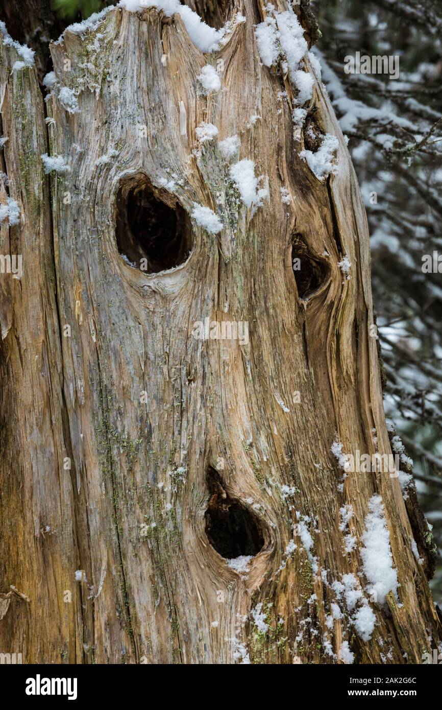 Tree trunk eyes nose mouth hi-res stock photography and images - Alamy