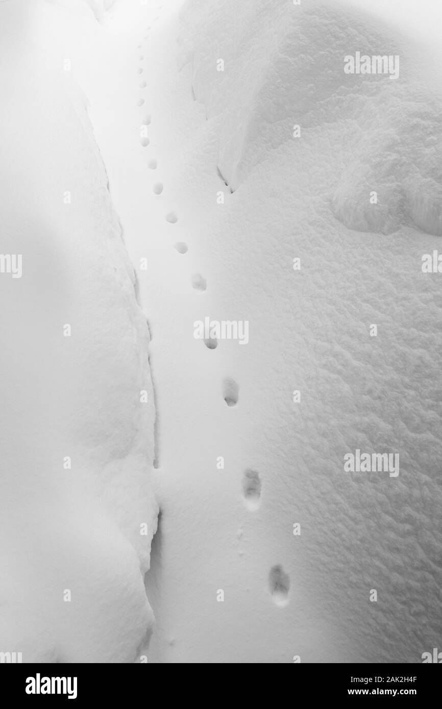 Cat Tracks High Resolution Stock Photography and Images - Alamy