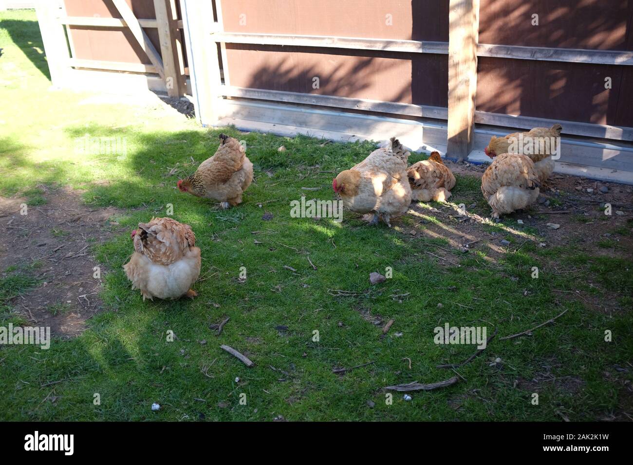 Edendale Farm High Resolution Stock Photography and Images - Alamy