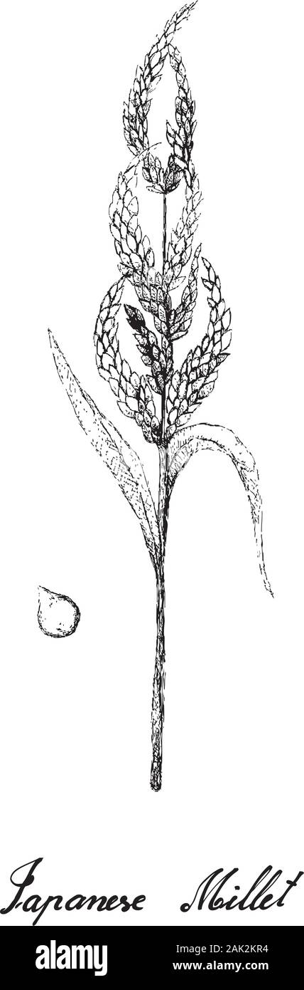 Millet Plant Drawing