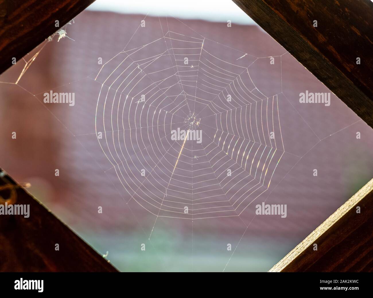 Spring spider hi-res stock photography and images - Alamy