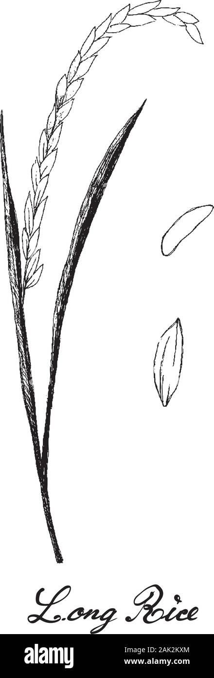 Illustration of Hand Drawn Sketch Fresh Golden Ripe Long Rice with ...