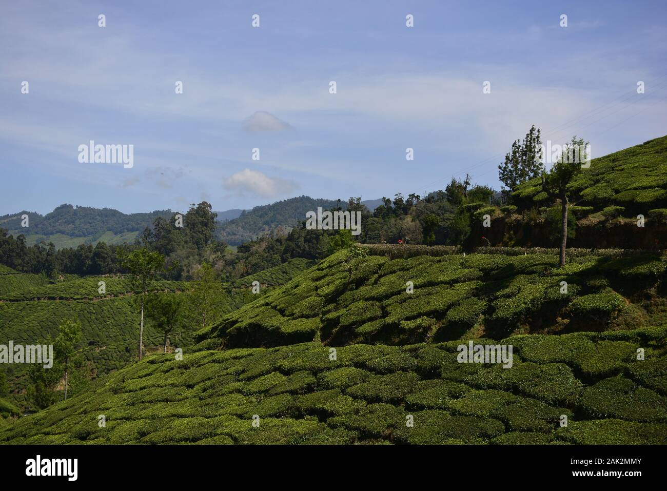 Tea Garden, Munar, India Stock Photo - Alamy