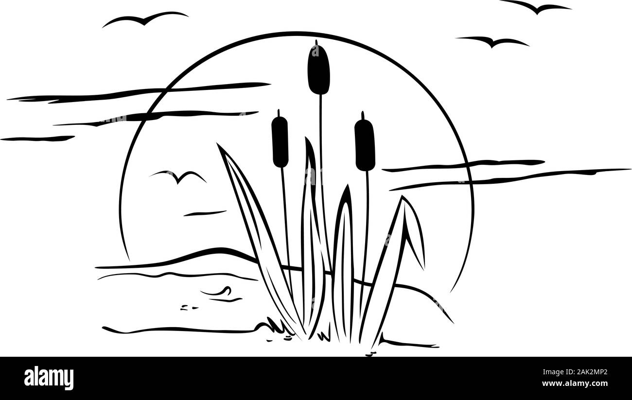 Cattails on illustration Stock Vector Image & Art - Alamy