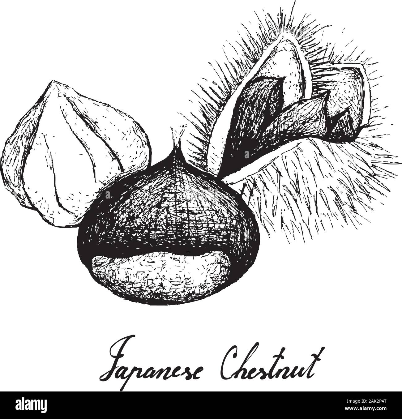 Castanea nut fruits Black and White Stock Photos & Images - Alamy