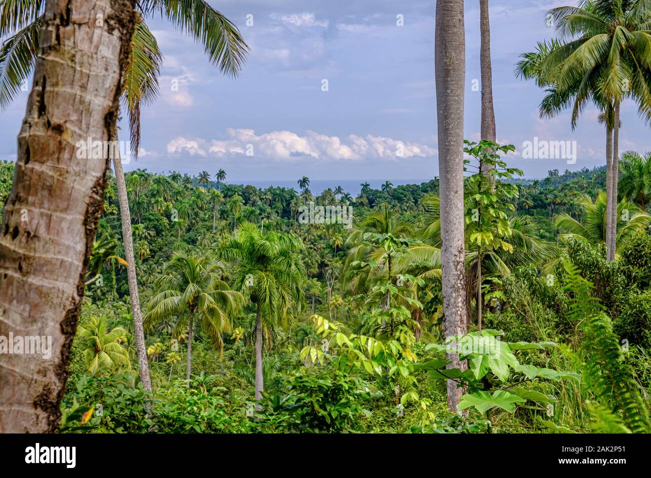 The barely impenetrable jungle of the Humboldt national park in Cuba ...