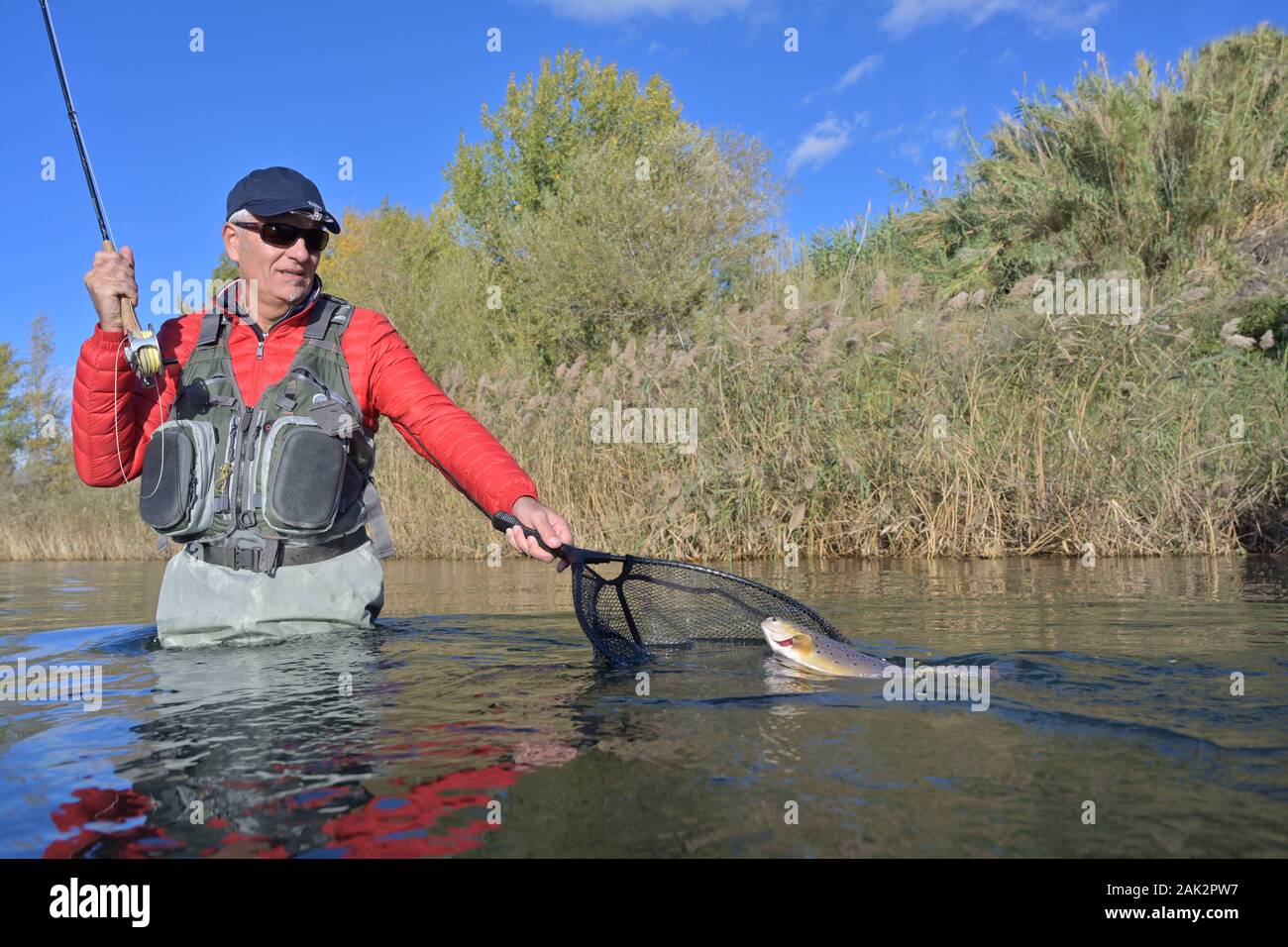 taking a big brown trout in the fly Stock Photo - Alamy