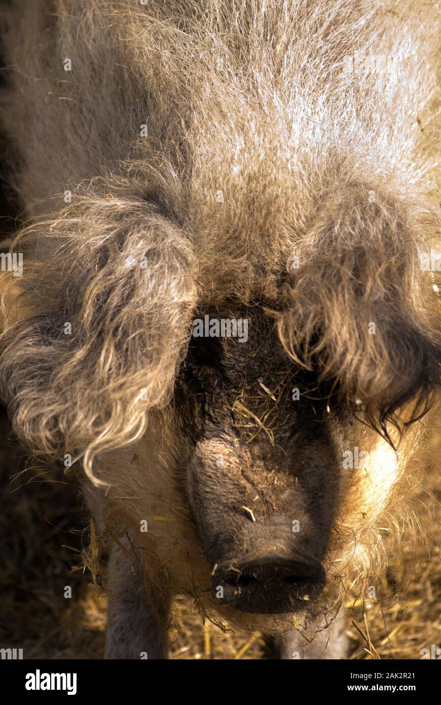 Shaggy pig hi-res stock photography and images - Alamy