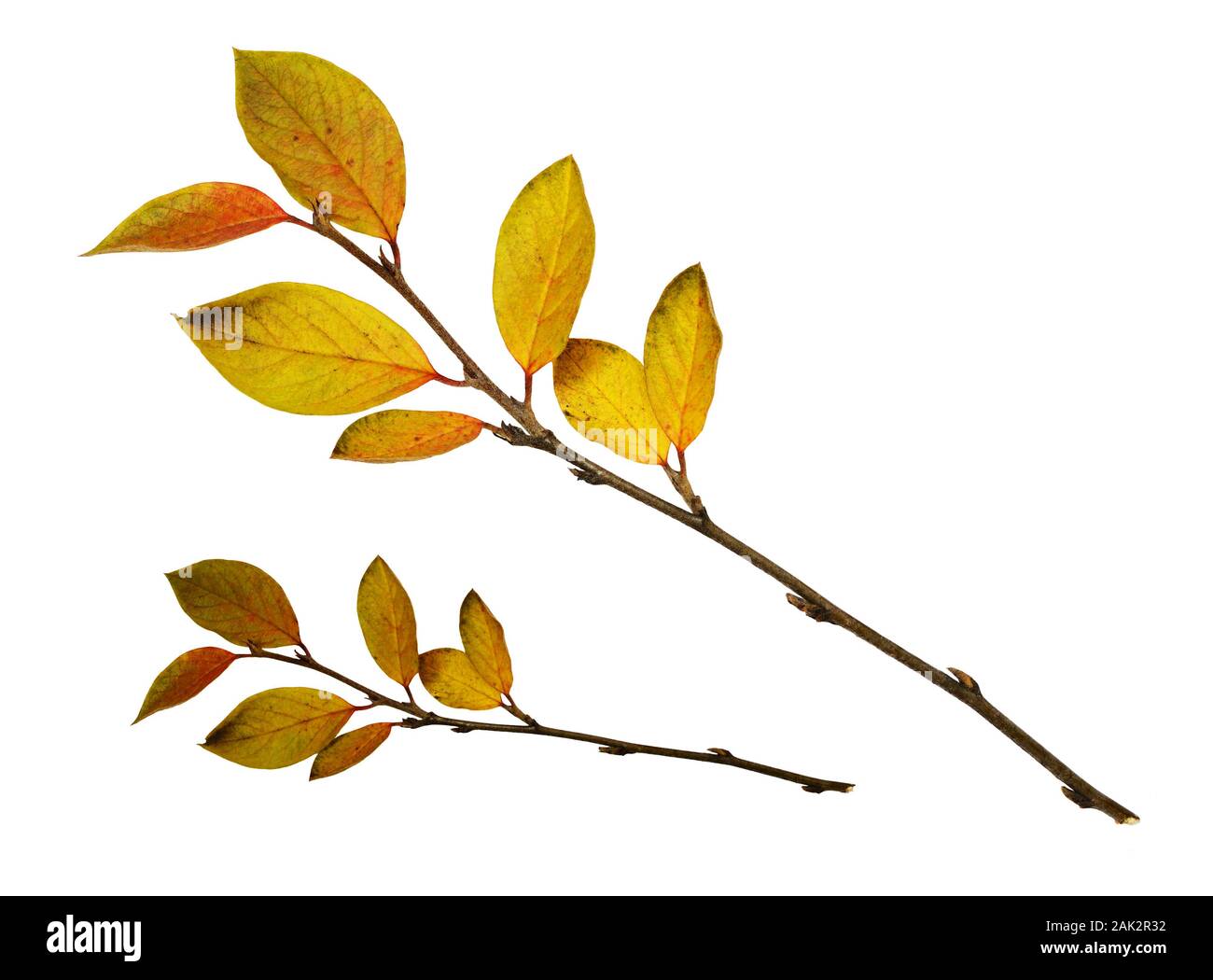 Autumn twigs with yellow leaves isolated on white Stock Photo - Alamy