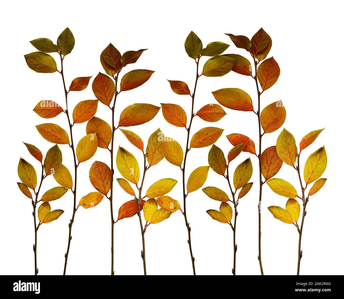 Border with twigs Cut Out Stock Images & Pictures - Alamy