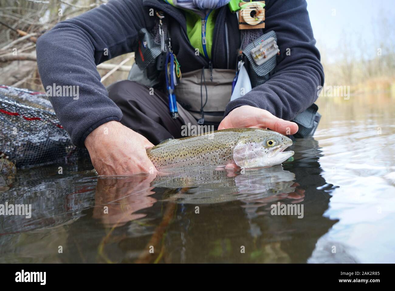 catch of a beautiful rainbow trout with fly Stock Photo - Alamy