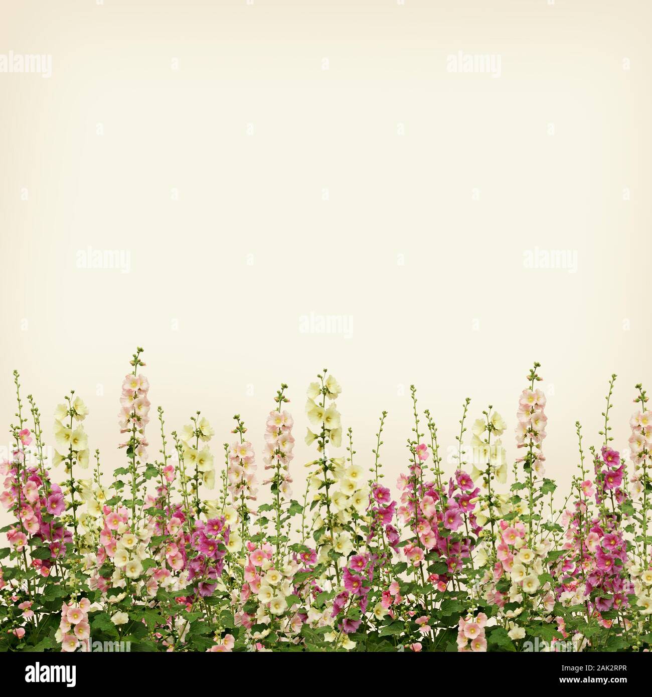 White mallow border hi-res stock photography and images - Alamy