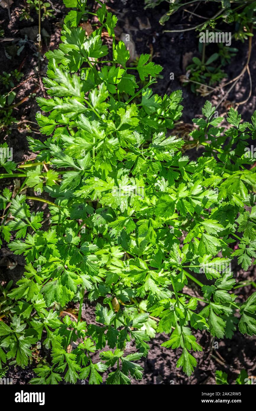 Green Stalks Of Parsley High Resolution Stock Photography and Images ...