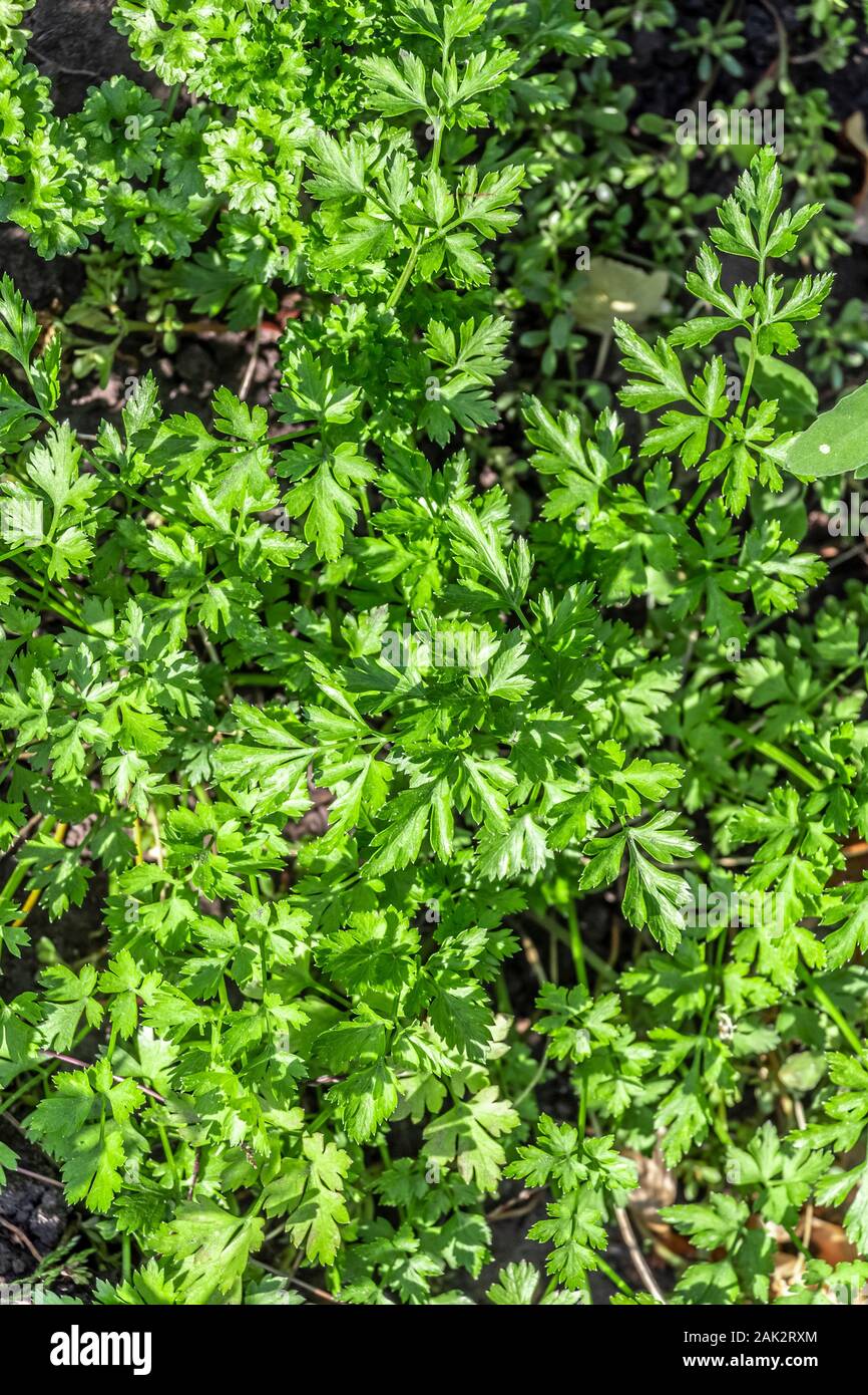 Green stalks of parsley hi-res stock photography and images - Alamy