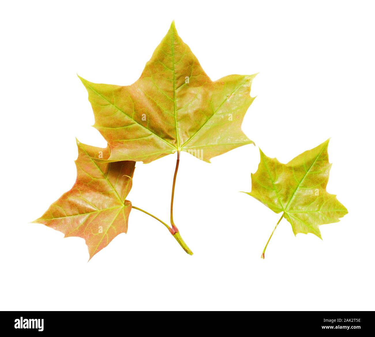 Fresh maple leaves isolated on white Stock Photo - Alamy