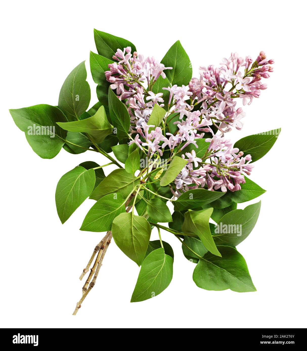 Lilac flowers bouquet isolated on white Stock Photo - Alamy