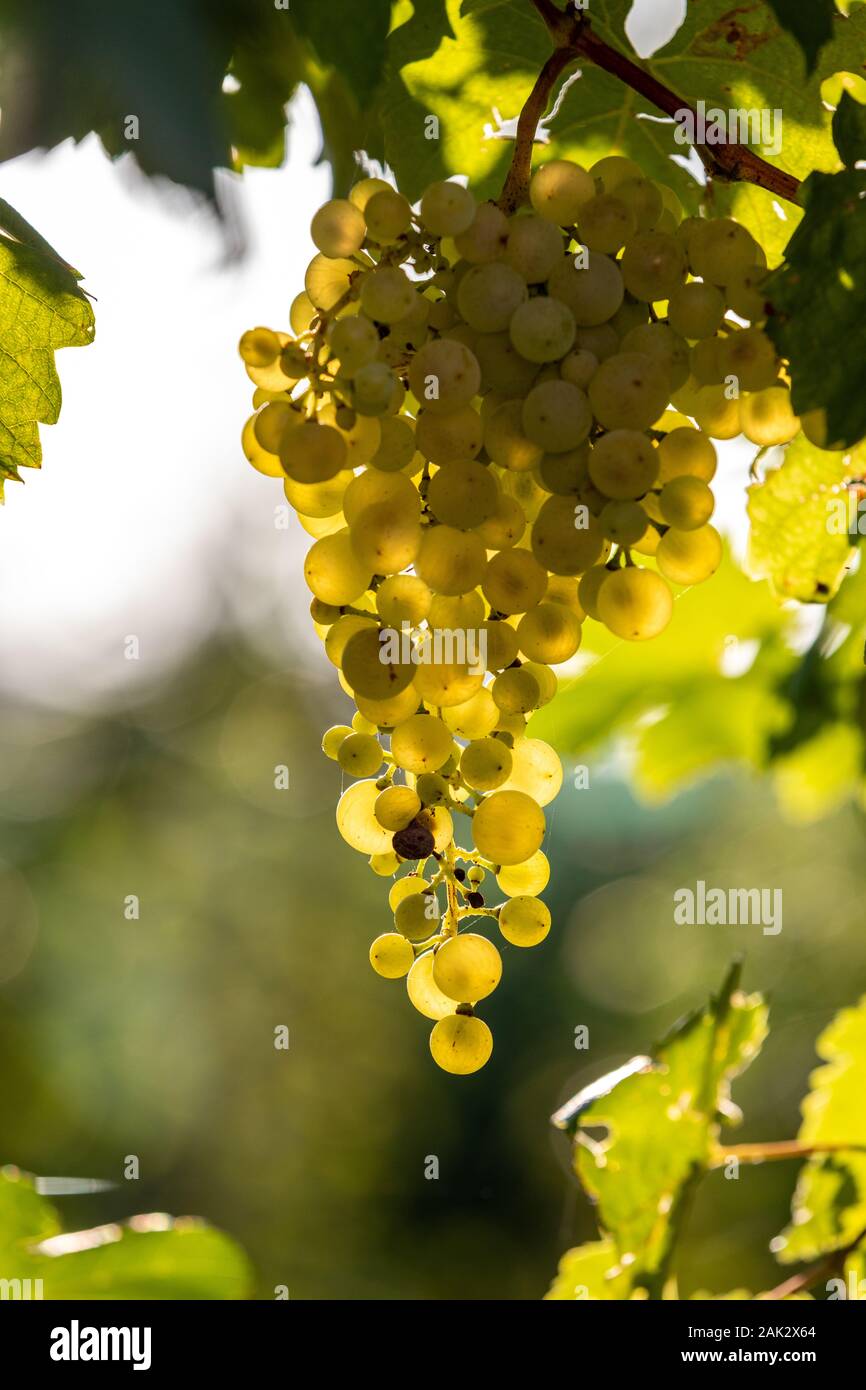Prosecco Vineyard High Resolution Stock Photography and Images - Alamy