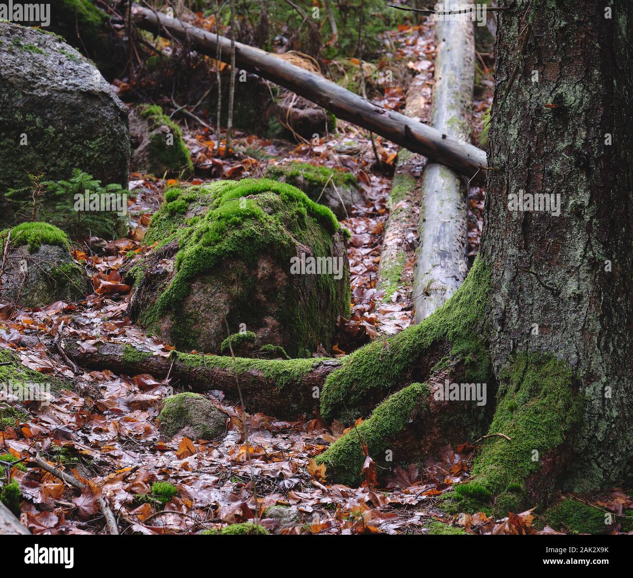 moss on roots and a large rock in the forest Stock Photo - Alamy
