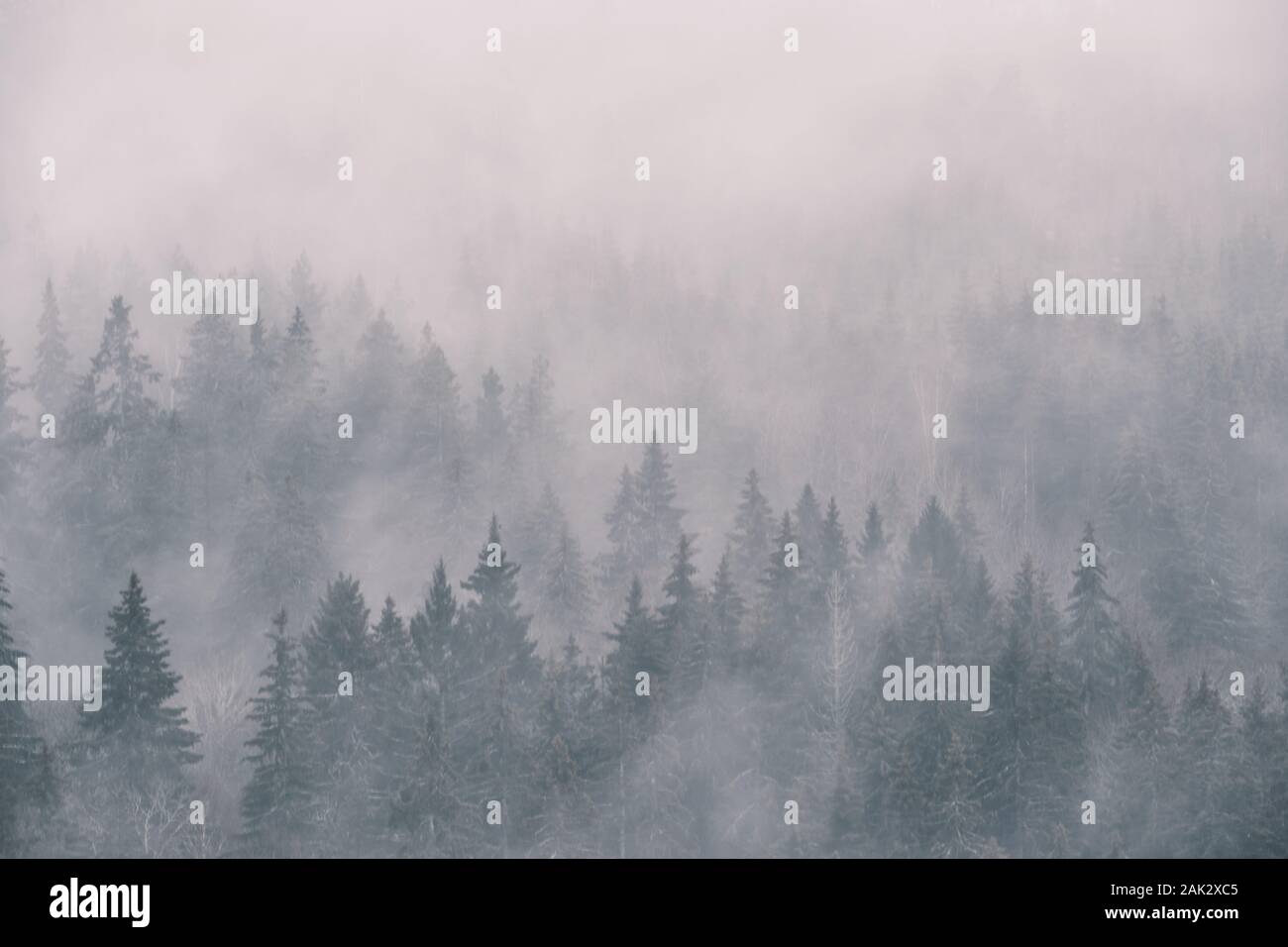 dense fog in the spruce photographed from height Stock Photo - Alamy