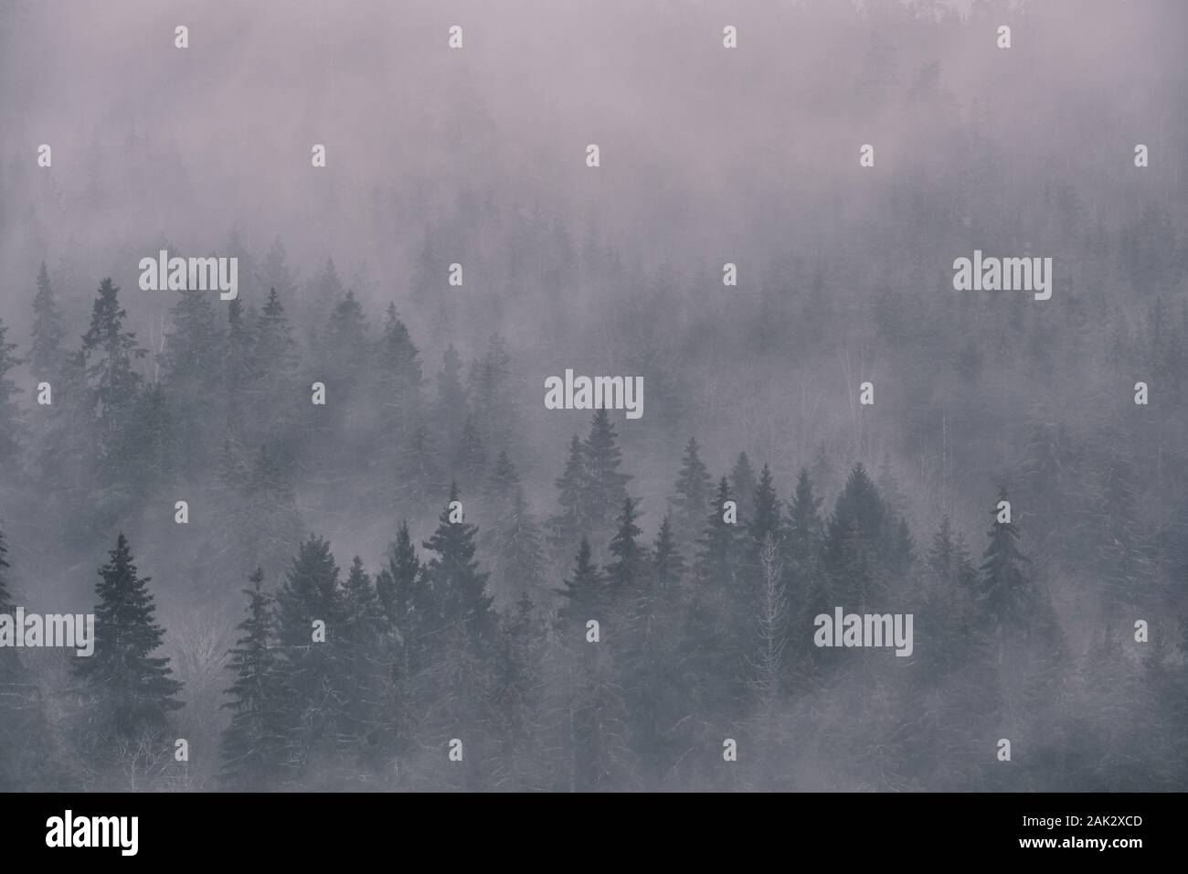 dense fog in the spruce photographed from height Stock Photo - Alamy