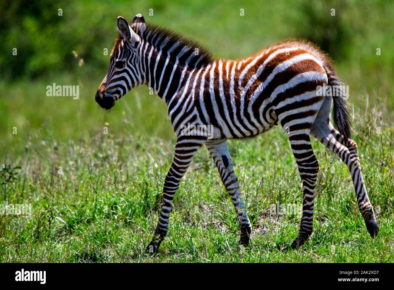 Plains Zebra Foal