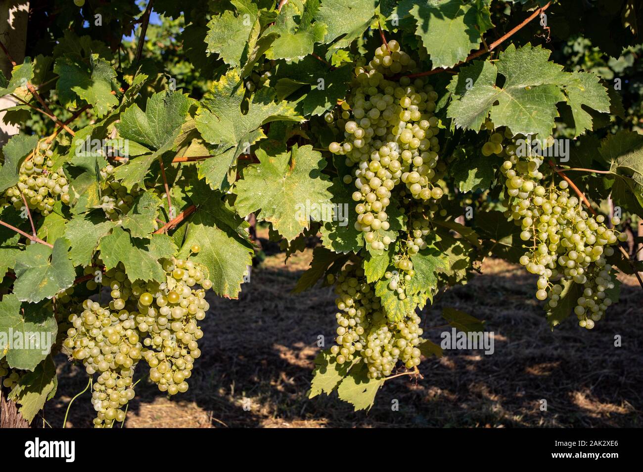 Prosecco Vineyard High Resolution Stock Photography and Images - Alamy