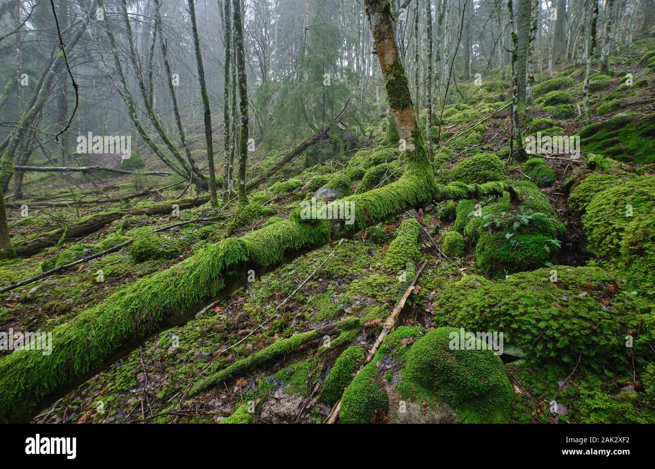 Mossy roots hi-res stock photography and images - Alamy