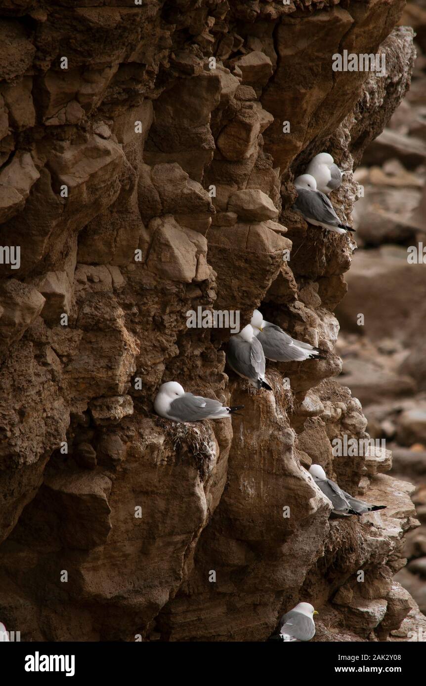 Whitburn coastal park hi-res stock photography and images - Alamy