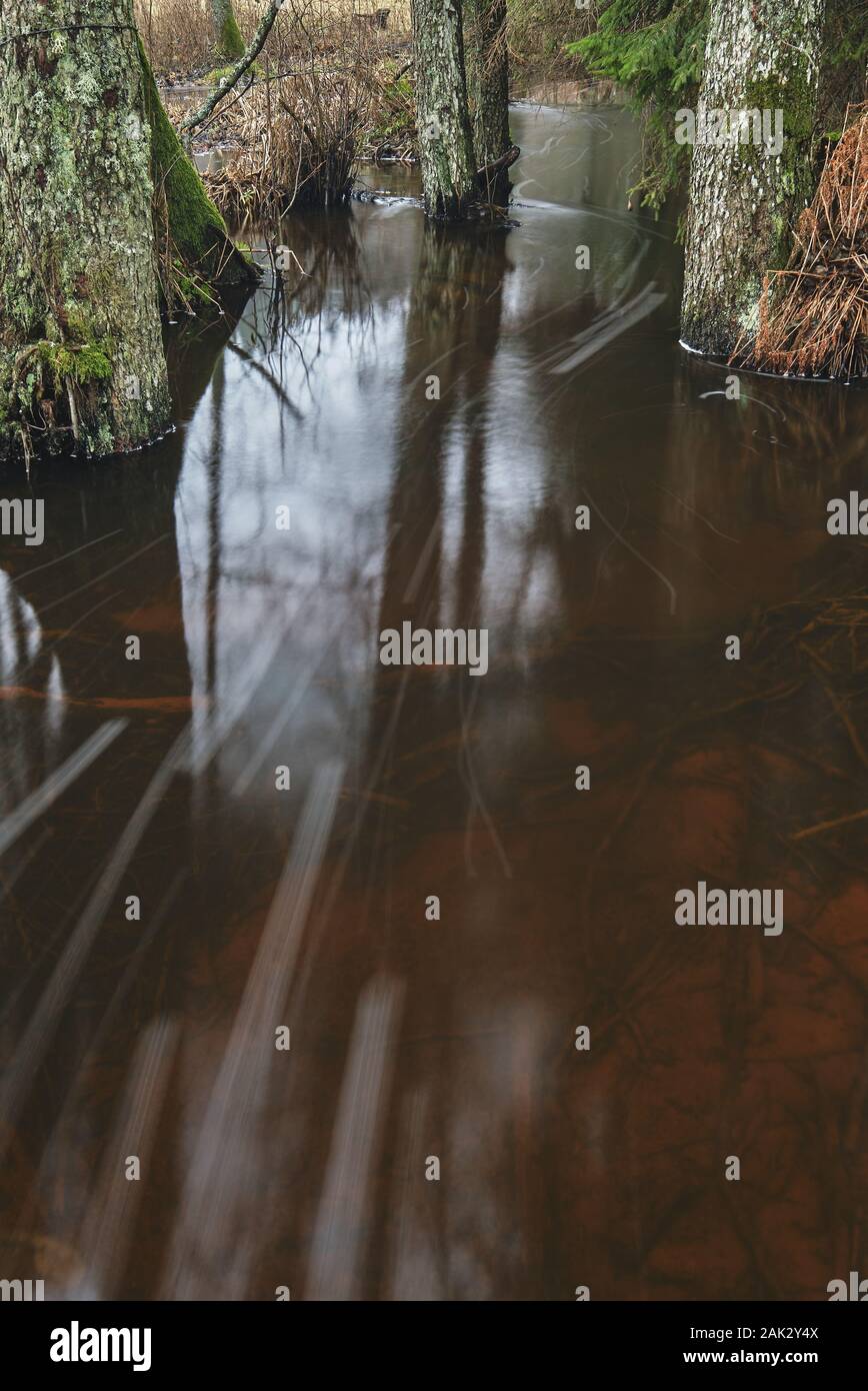 a stream in the forest with foam flowing along Stock Photo - Alamy
