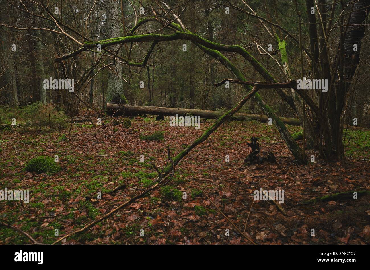 tree branches with moss in a dark forest Stock Photo - Alamy