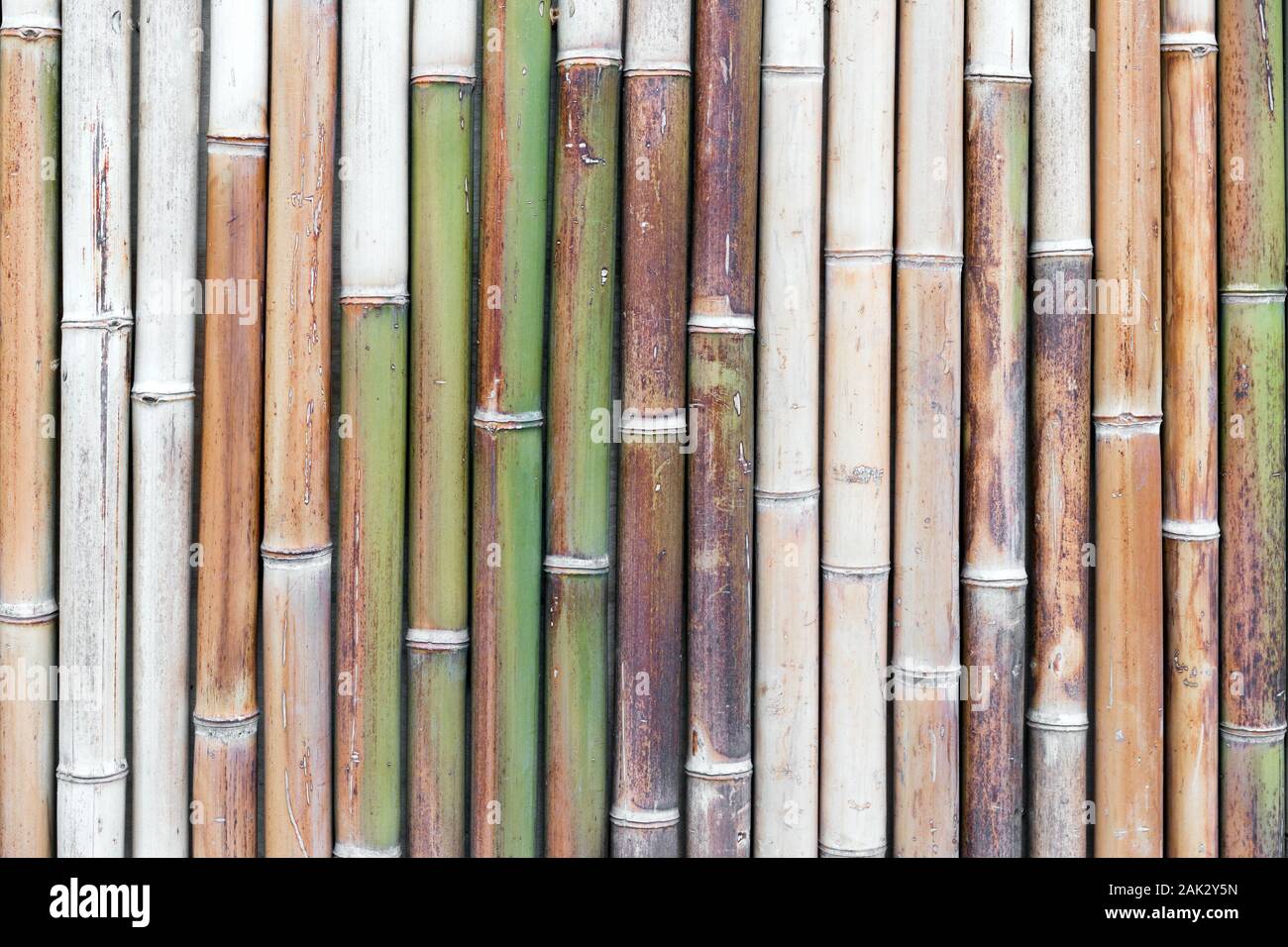 Bamboo fence border garden hi-res stock photography and images - Alamy