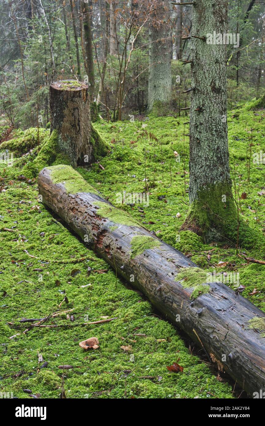 trees that have been cut are in the forest with stump in the background ...