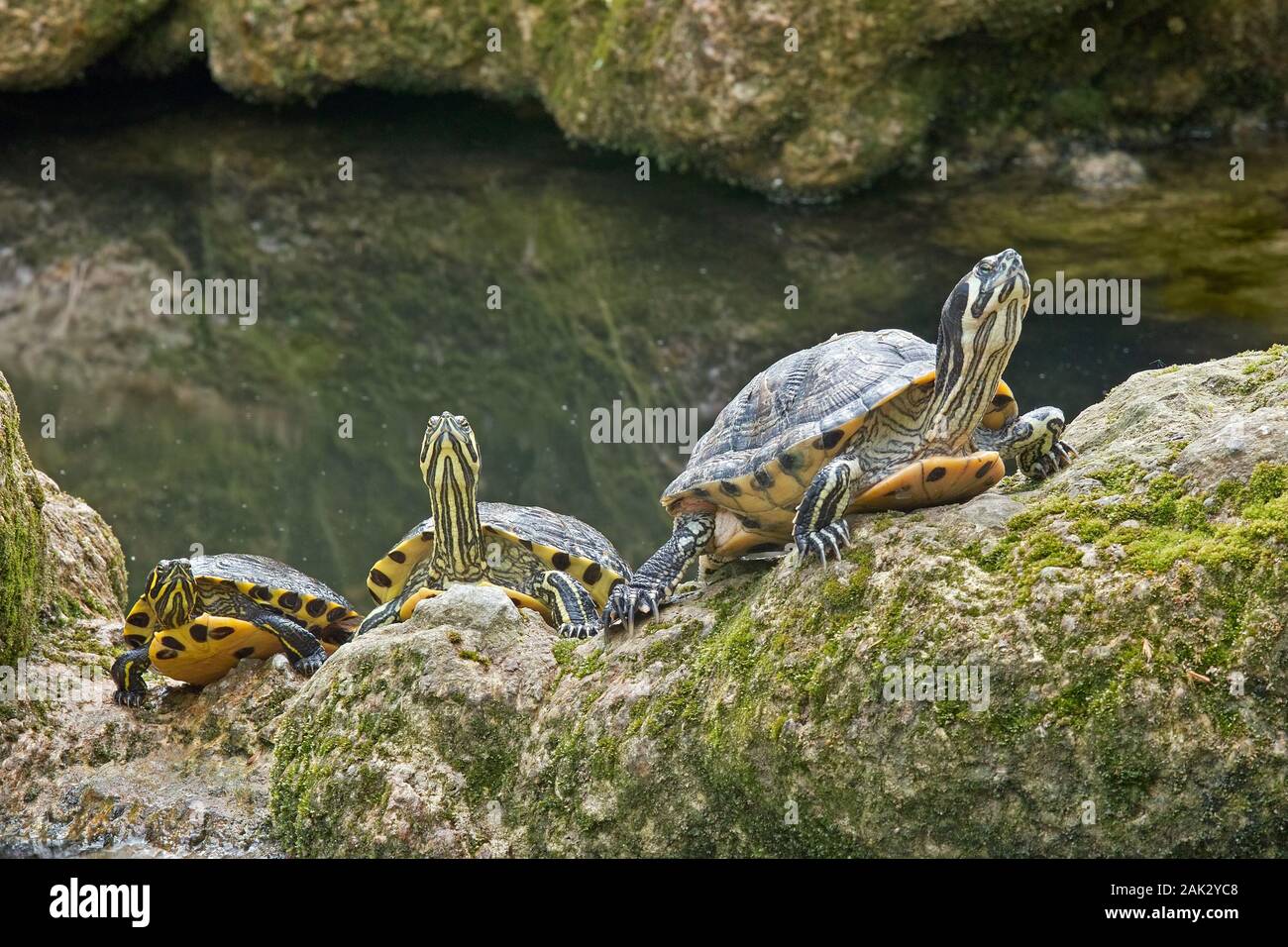 three specimens of yellow-bellied slider turtles, freshwater turtles ...