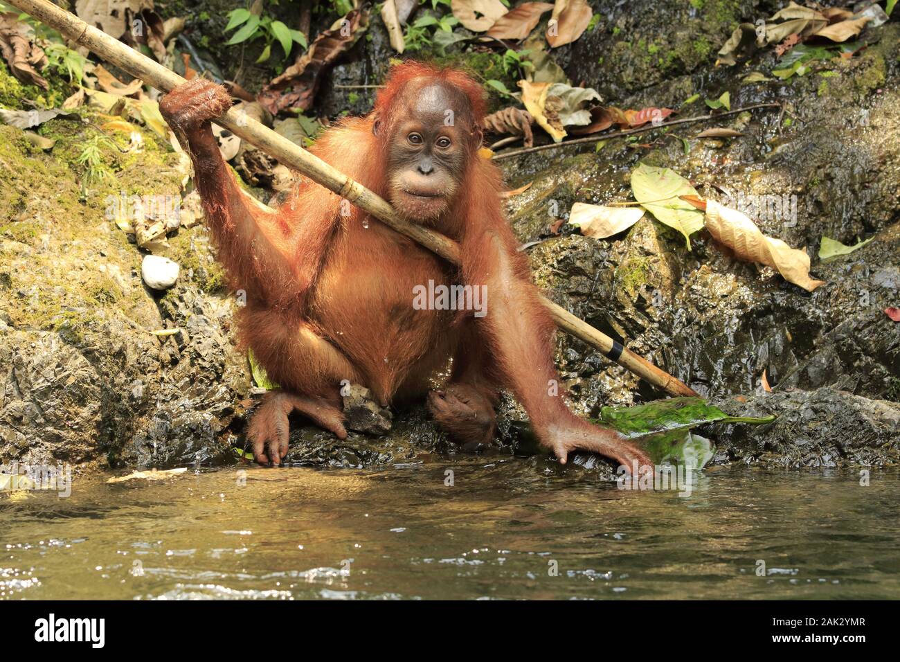 Orangutan tool use hi-res stock photography and images - Alamy