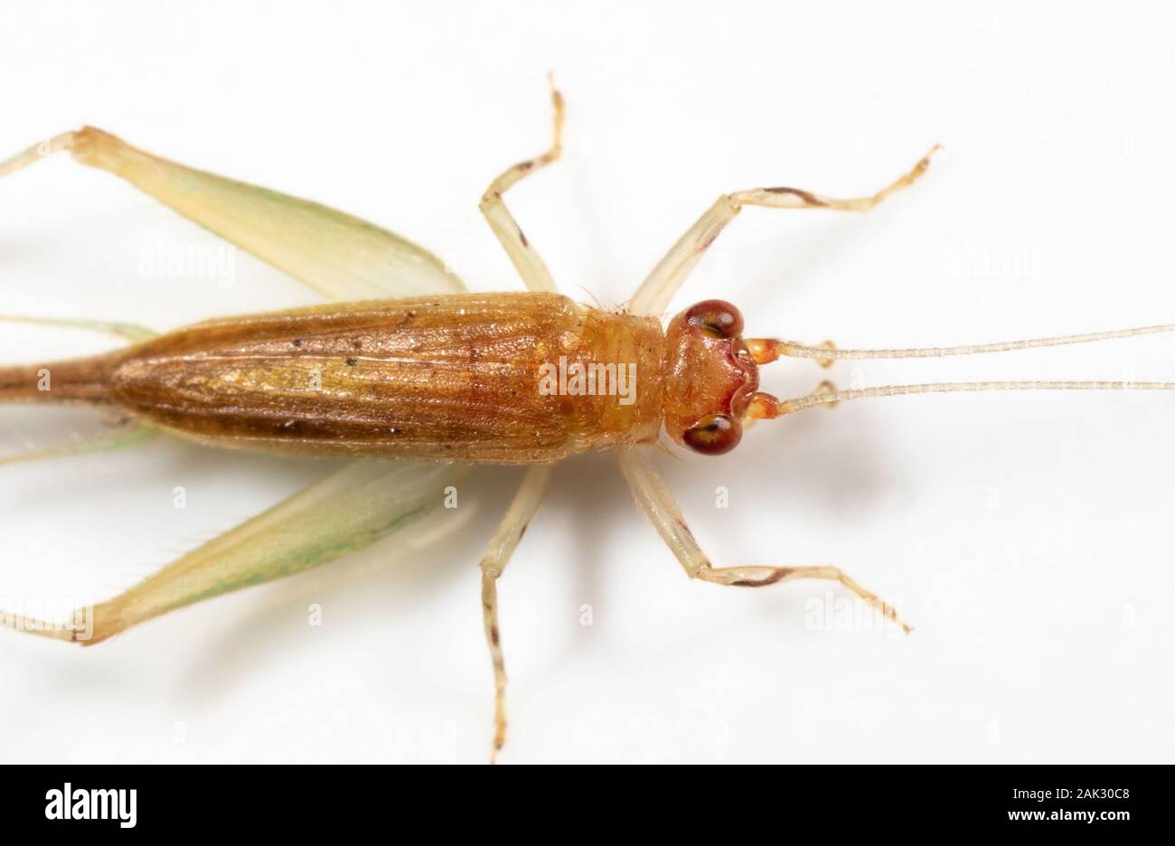 Macro Photography of Cricket Isolated on White Background Stock Photo ...