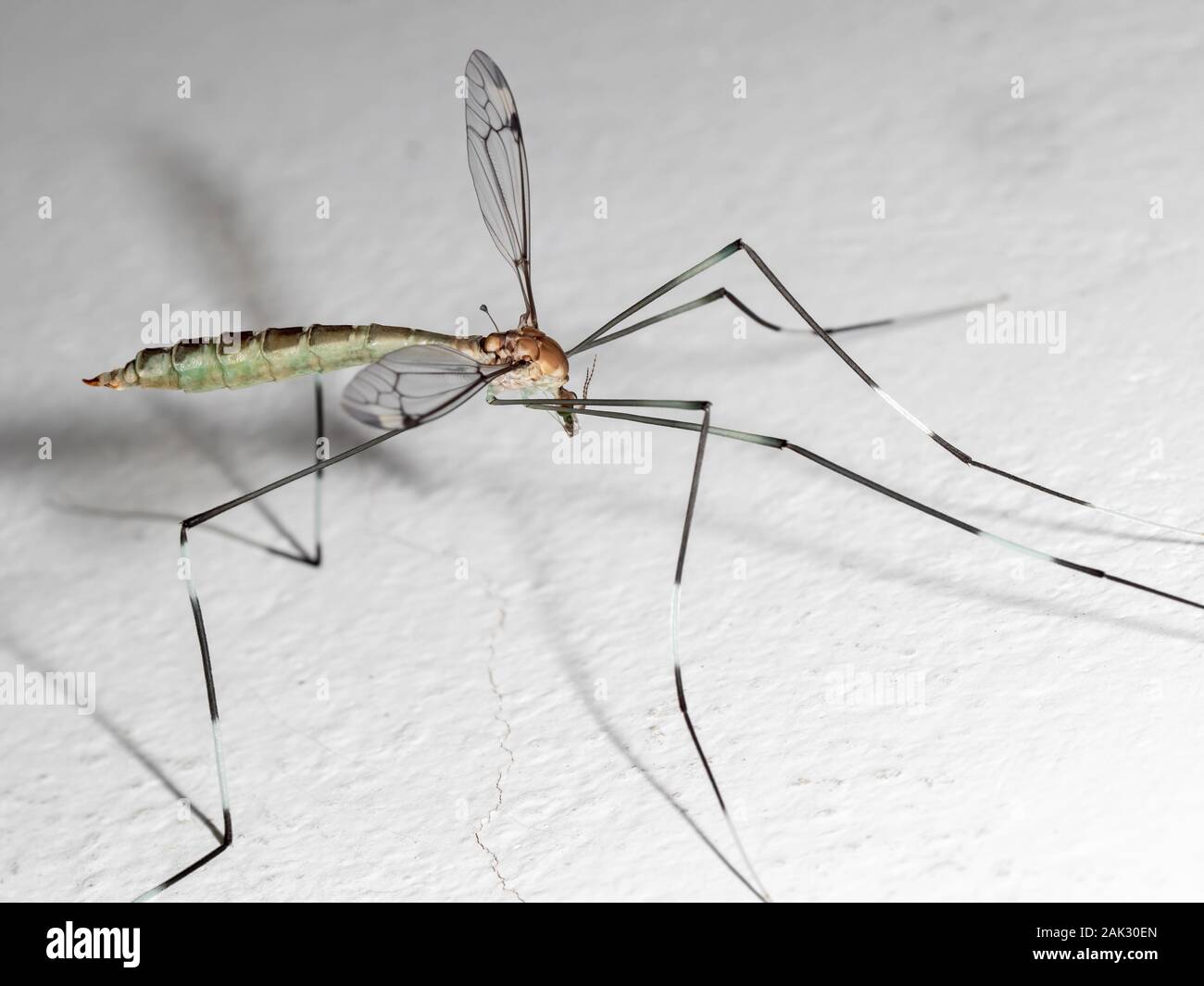 Macro Photography of Crane Fly on White Floor Stock Photo - Alamy