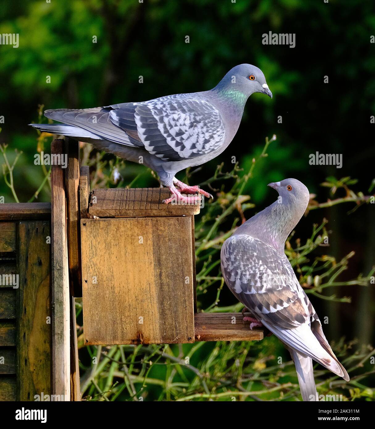 Feral pigeons fighting hi-res stock photography and images - Alamy