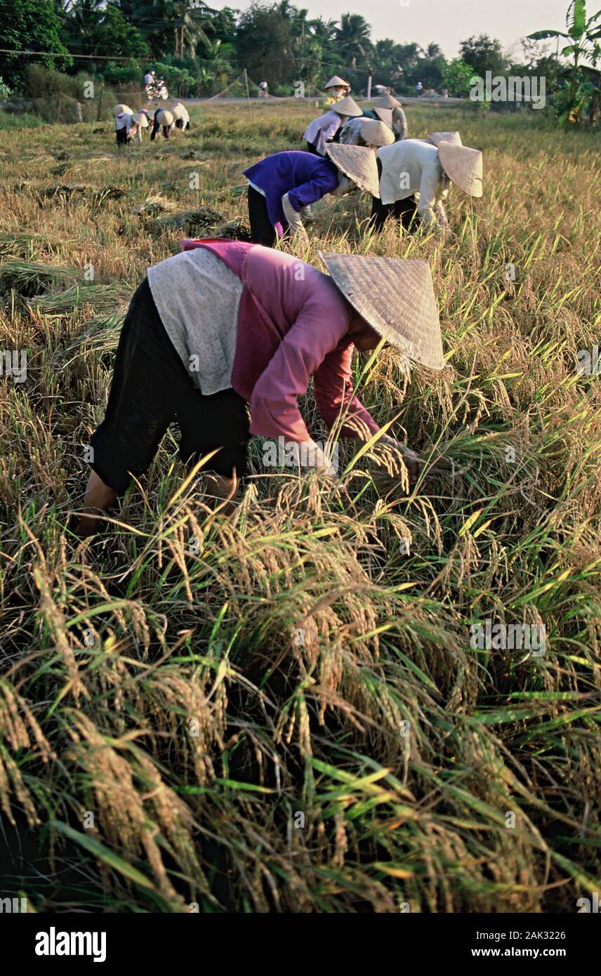 Farm laborer gathering rice on a paddy field in the Southeast Asian ...
