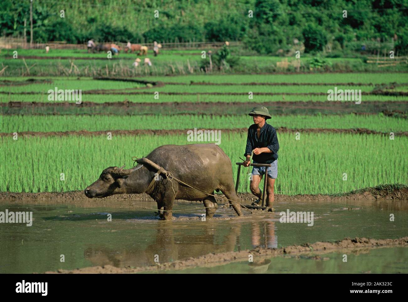 Farmer water buffalo plough in High Resolution Stock Photography and ...