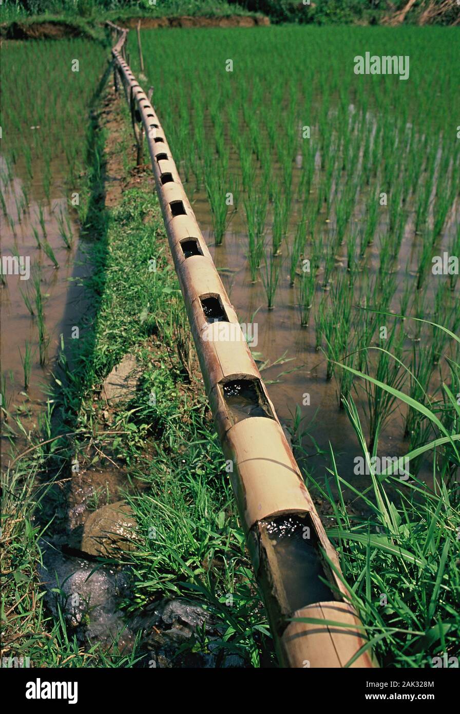 A traditional water pipe, made from bamboo, crosses a paddy field in ...