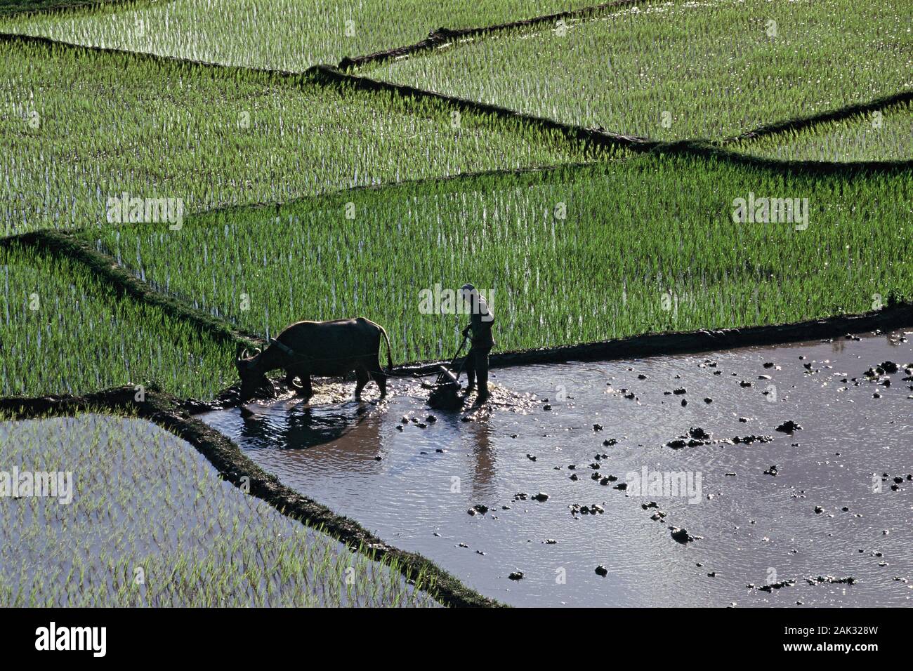 Farmer water buffalo plough in hi-res stock photography and images - Alamy