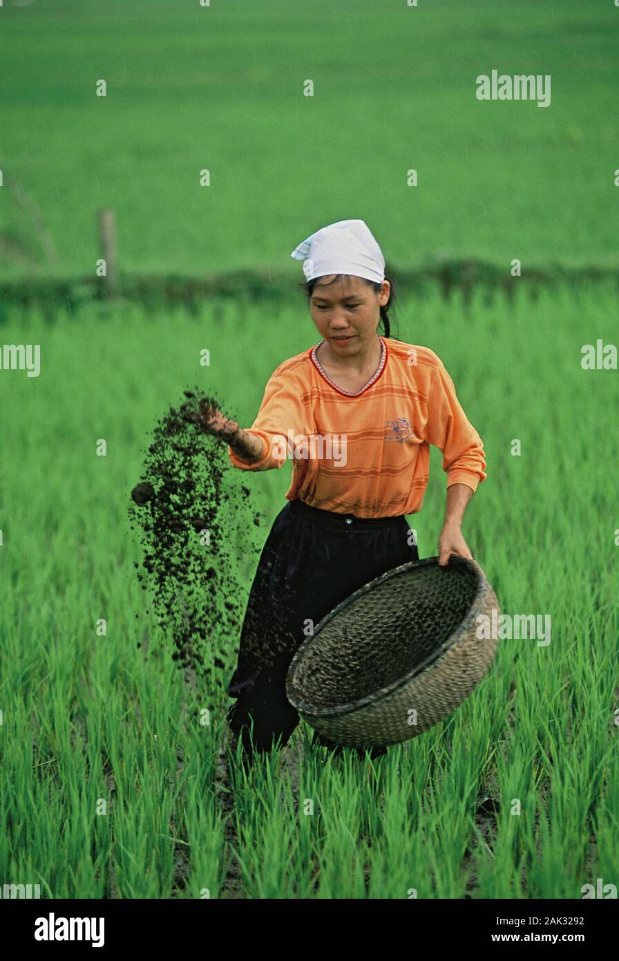 A farm laborer manuring a paddy field in the north of Vietnam. Nowadays ...